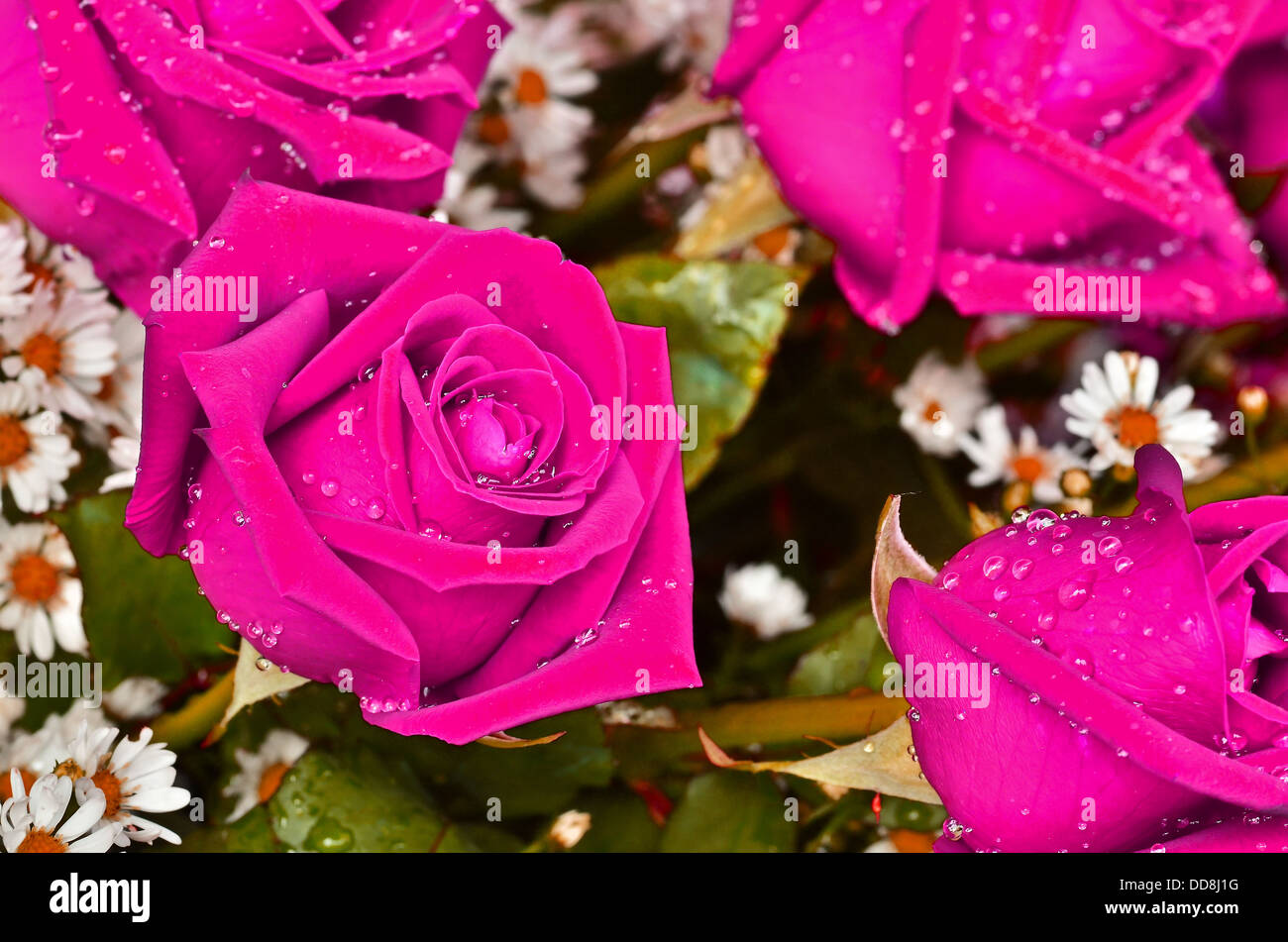 Beatiful hi-res stock photography and images - Alamy