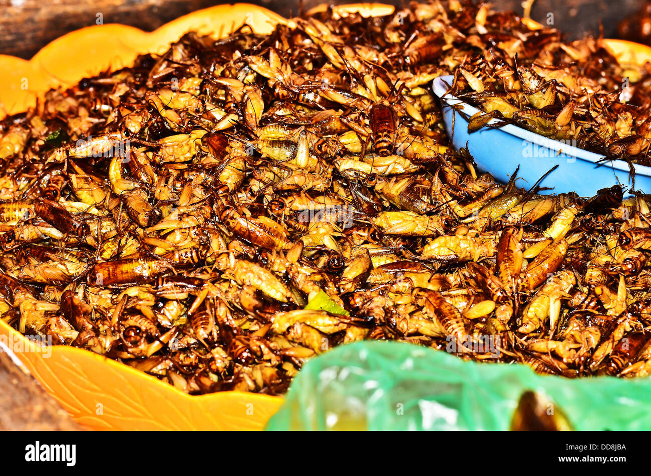 Crickets eating hi-res stock photography and images - Alamy