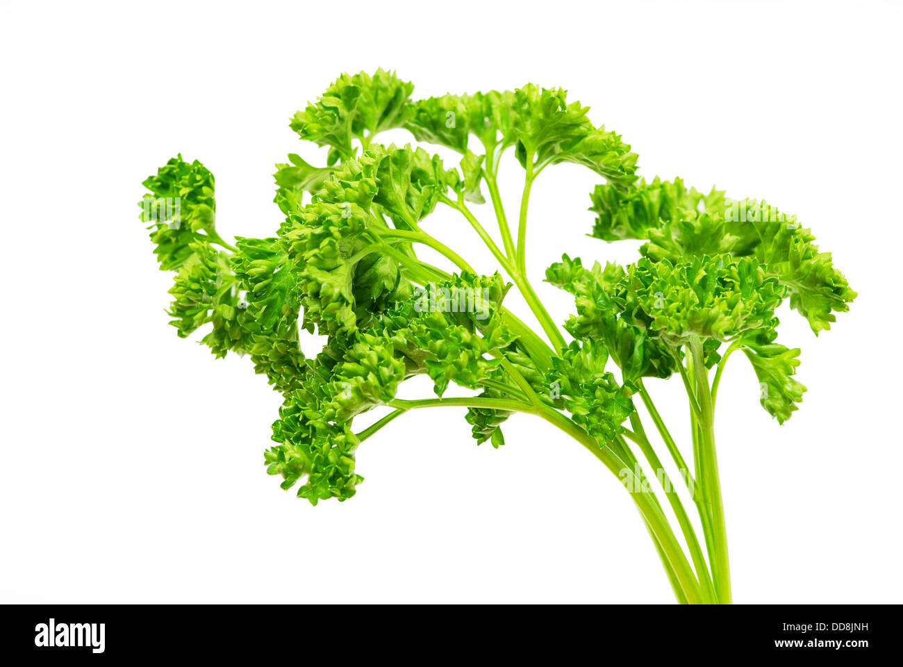 Parsley garnish Cut Out Stock Images & Pictures - Alamy