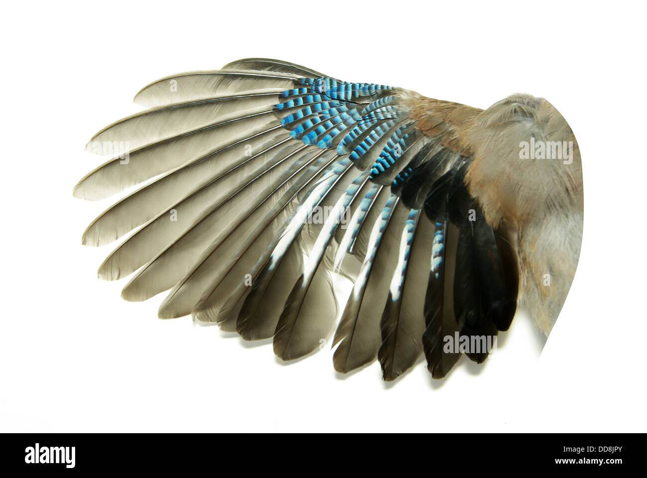 Flap its wings Cut Out Stock Images & Pictures - Alamy