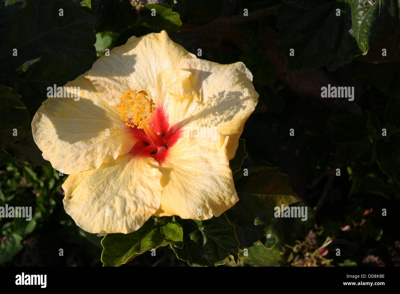 Yellow Hibiscus with Red Center Stock Photo - Alamy