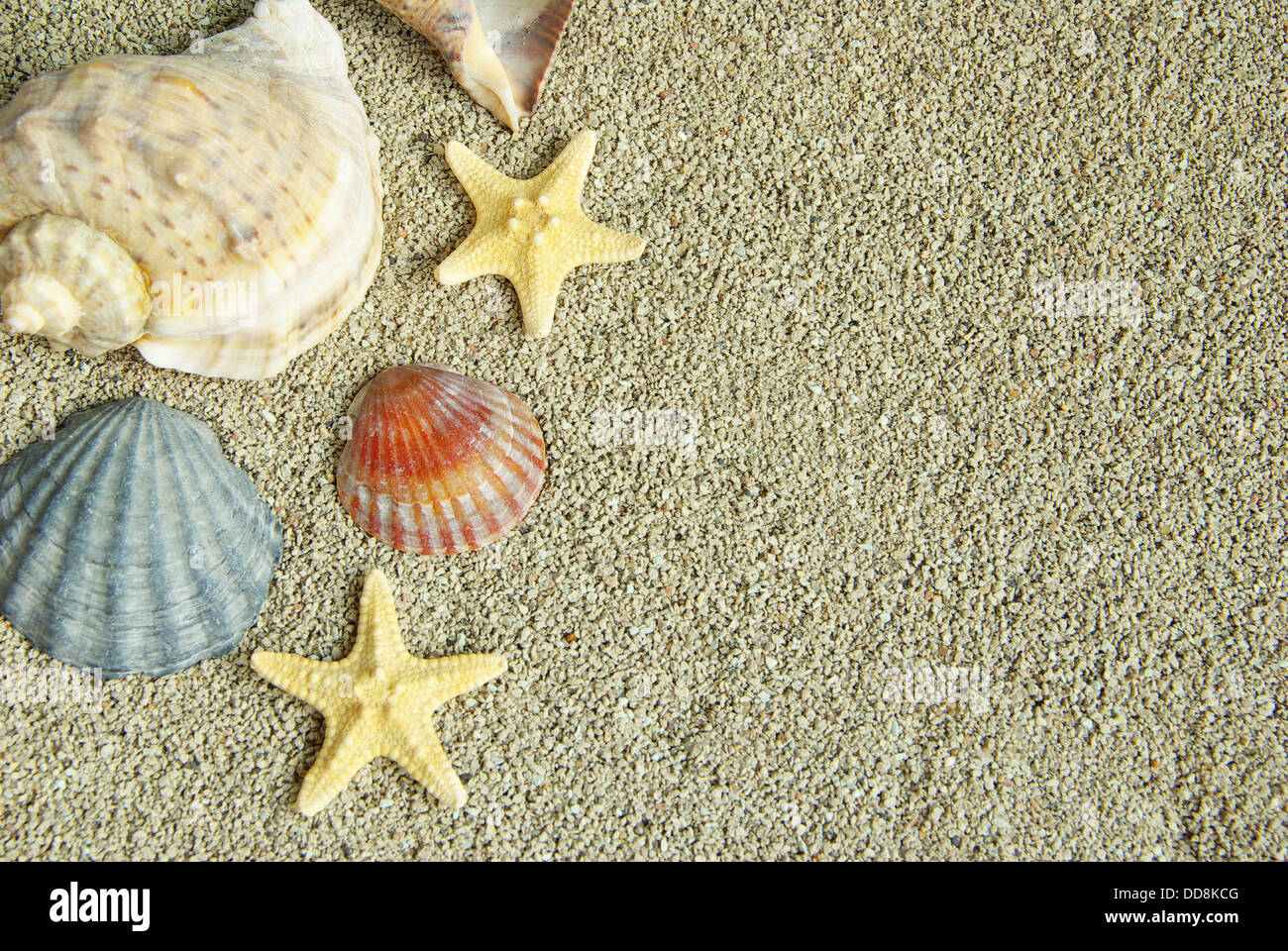 starfish and shells Stock Photo - Alamy