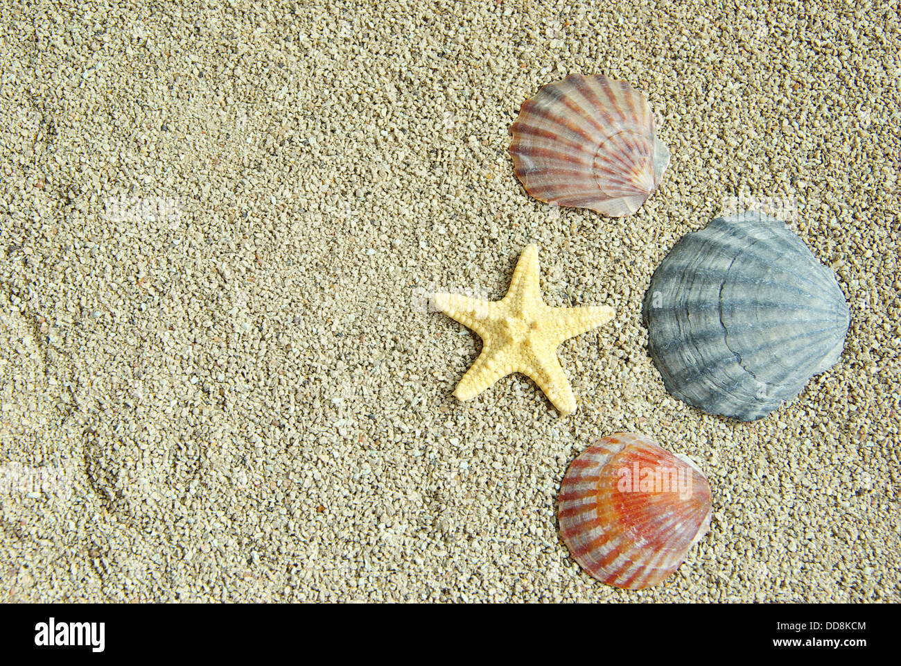starfish and shells Stock Photo - Alamy