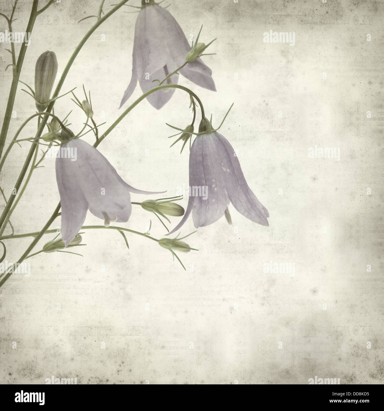 textured old paper background with campanula, bellflower Stock Photo ...