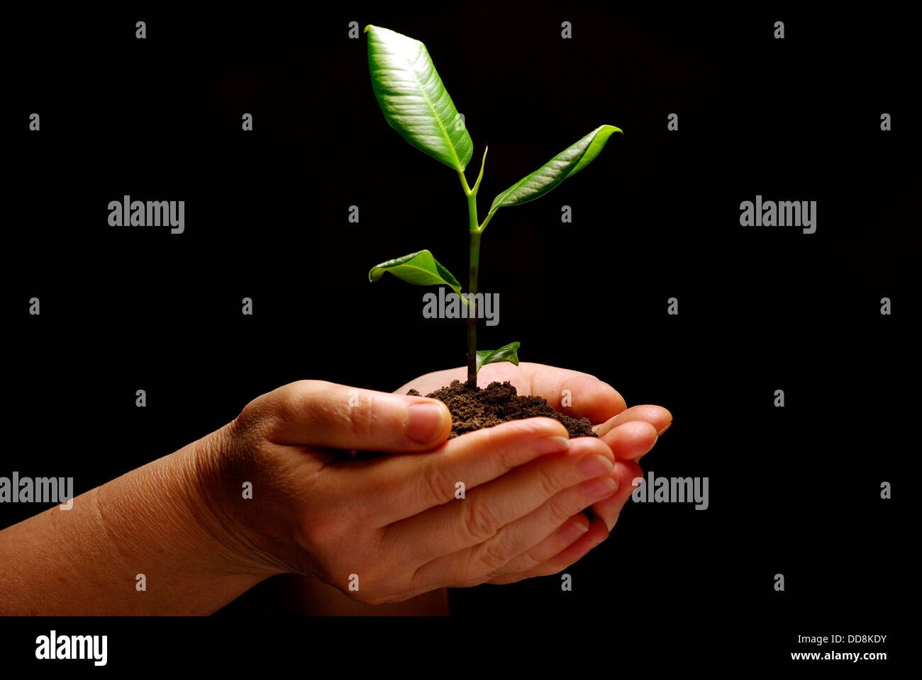 plant in hands Stock Photo - Alamy