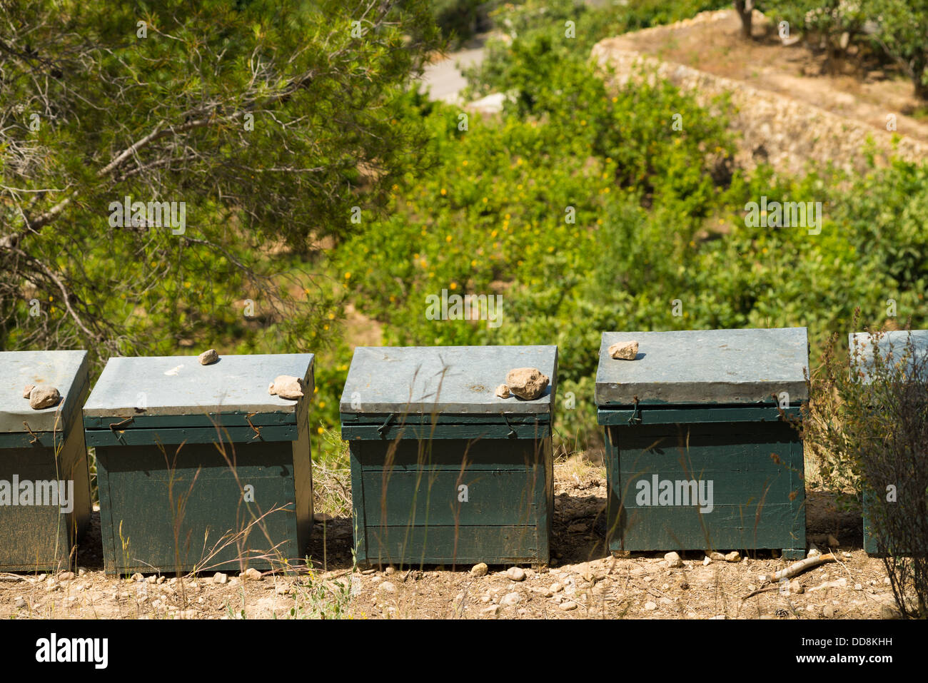 Bee houses in a Mediterranean pine tree setting Stock Photo - Alamy