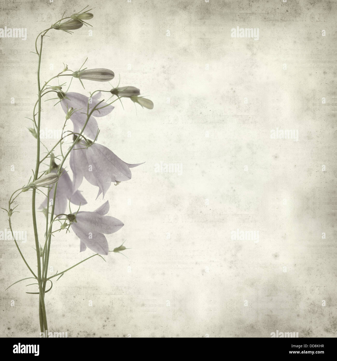 textured old paper background with campanula, bellflower Stock Photo ...