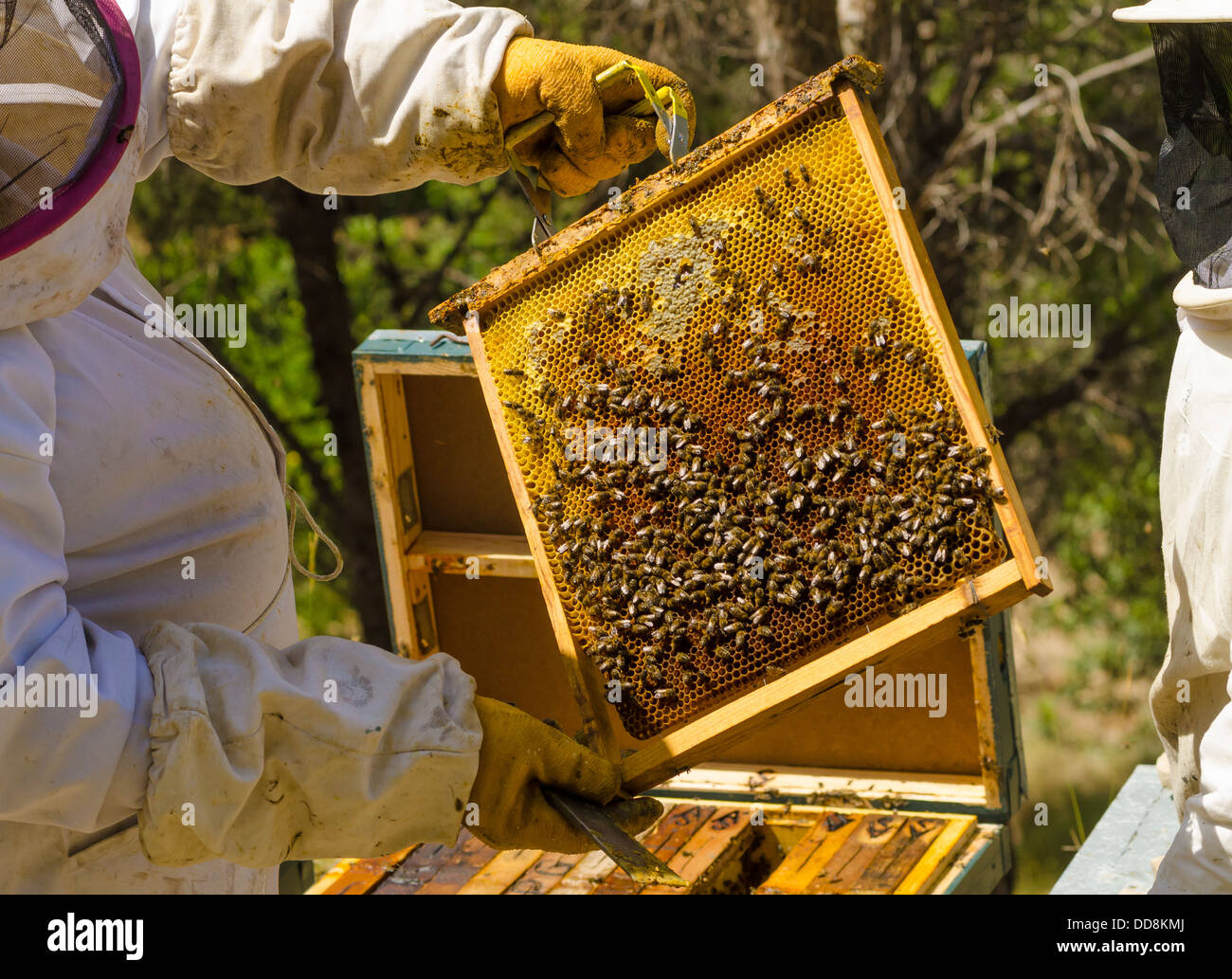 Beekeper at work holding a crowded beehive Stock Photo - Alamy