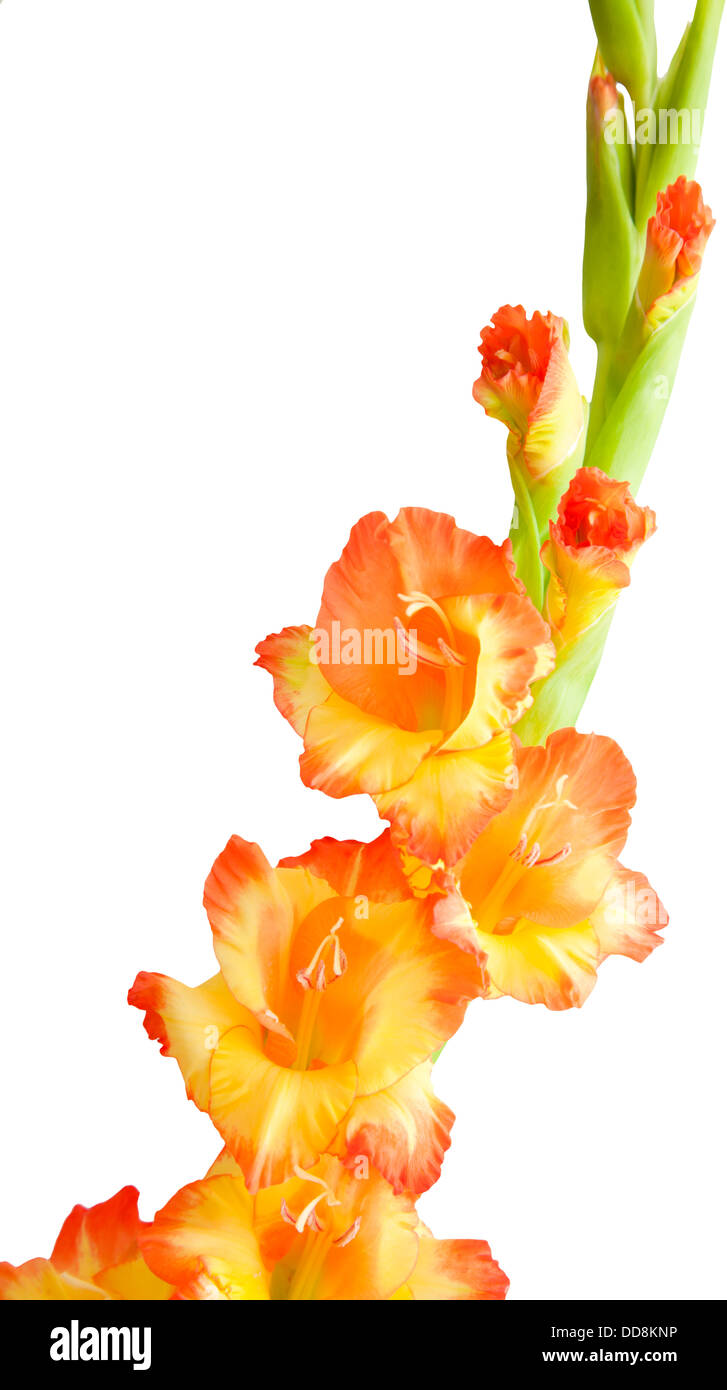 orange gladiolus isolated on white background Stock Photo - Alamy