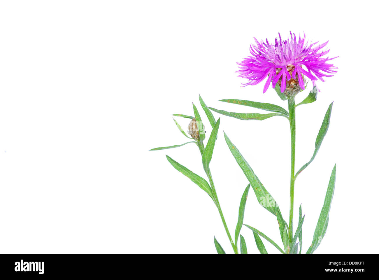 Floral flowers garden Cut Out Stock Images & Pictures - Alamy