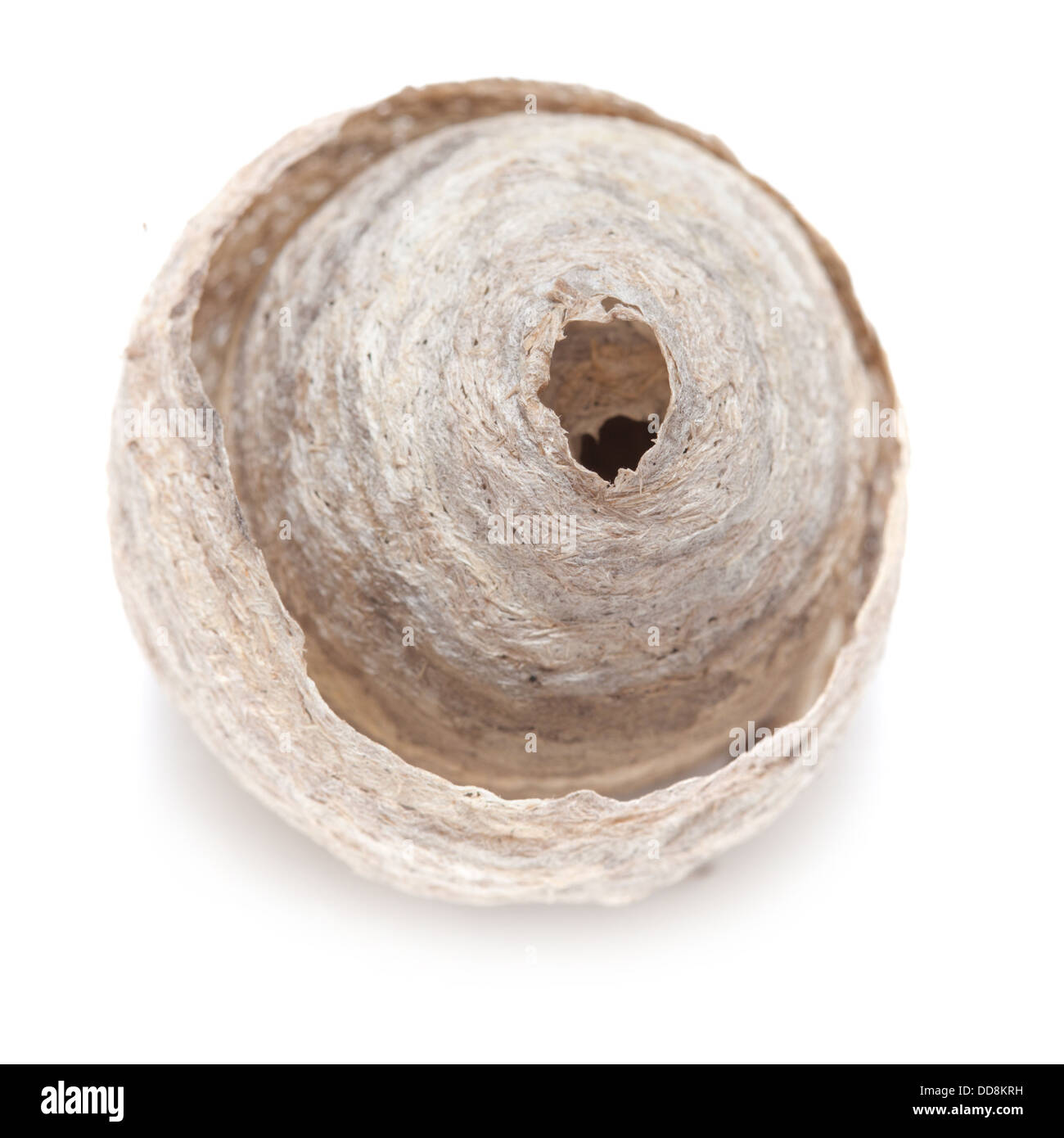 Wasp nest round hi-res stock photography and images - Alamy
