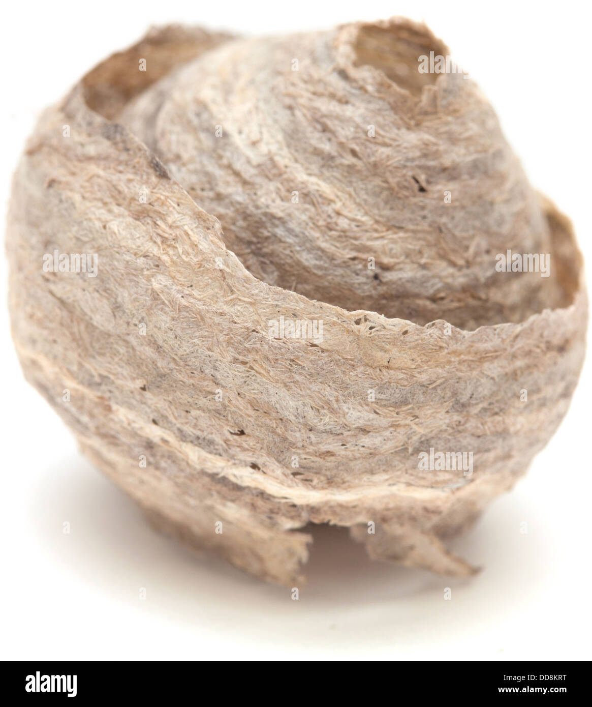 Wasp nest round hi-res stock photography and images - Alamy