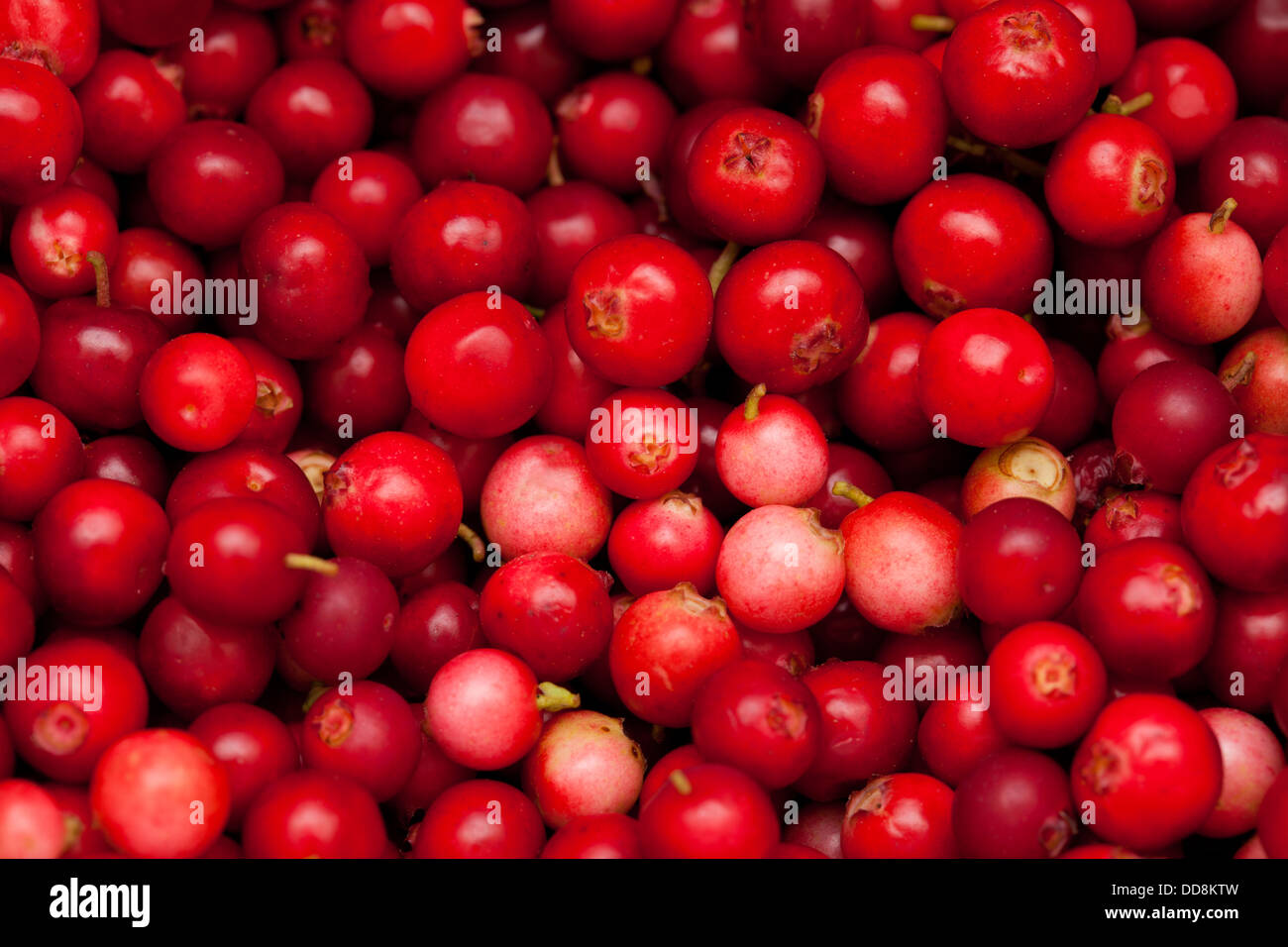 freshly picked lingonberries background Stock Photo - Alamy