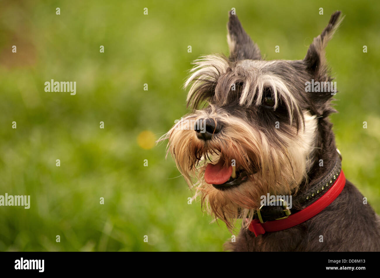 miniature schnauzer dog portrait Stock Photo - Alamy
