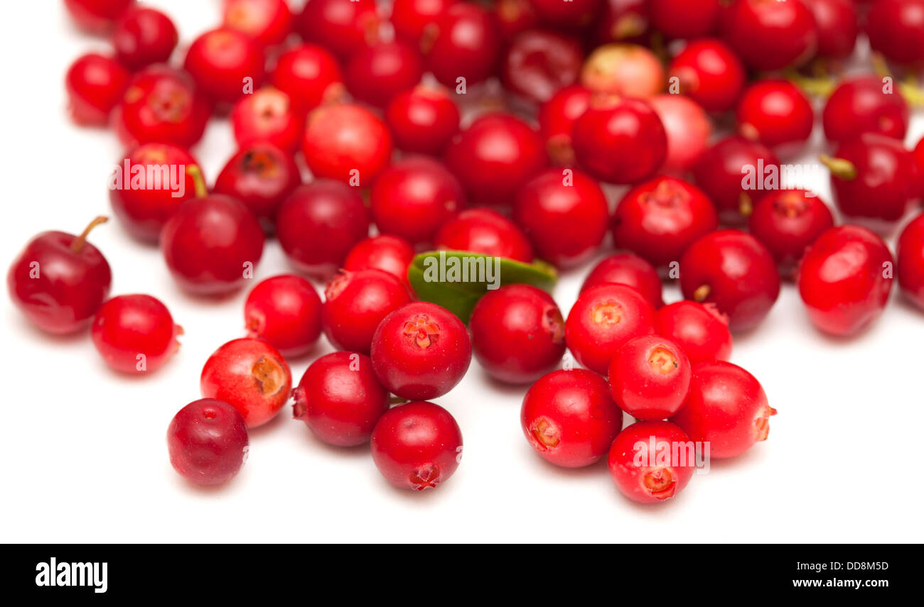 freshly picked lingonberries isolated on white background Stock Photo ...