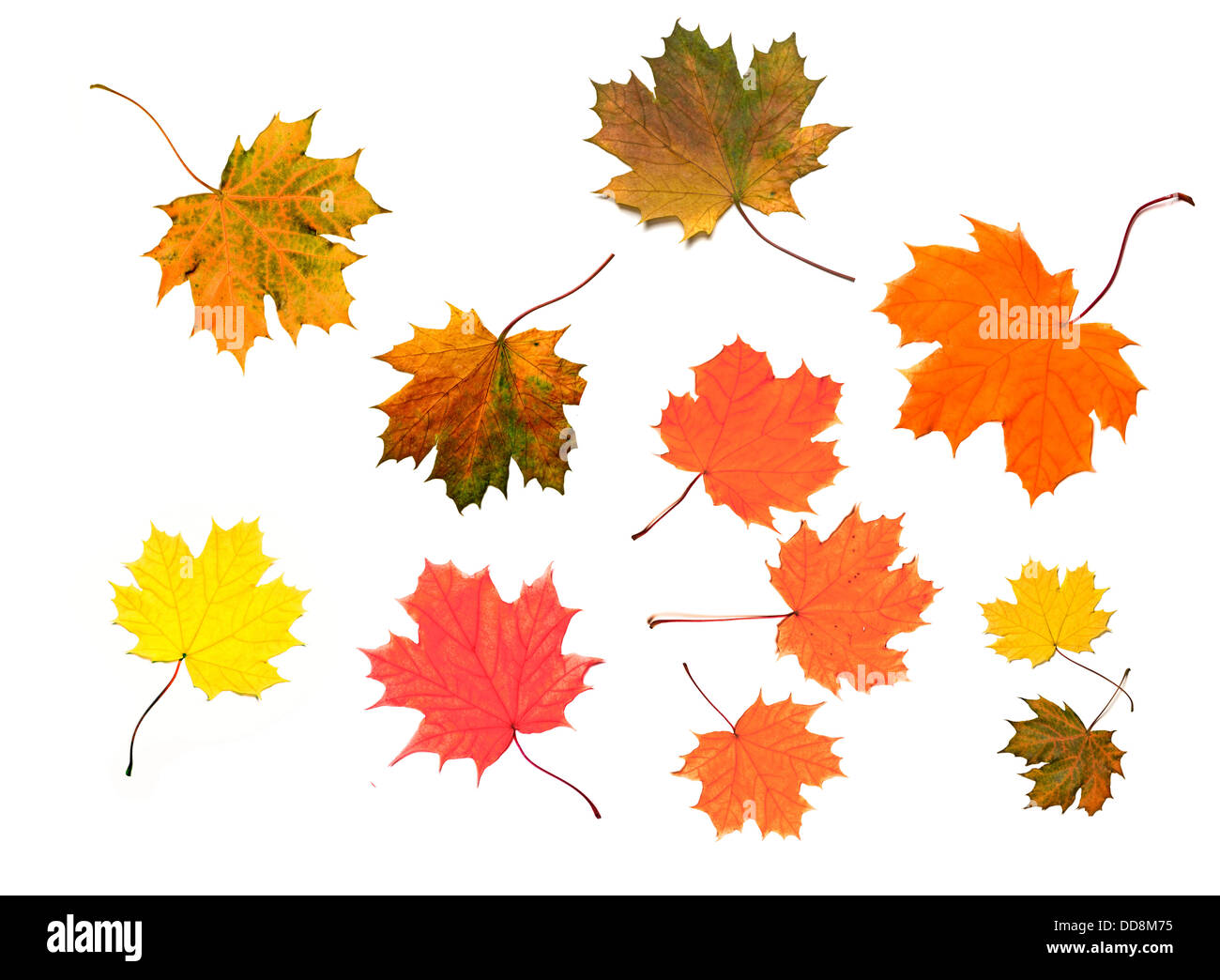 White maple leaves