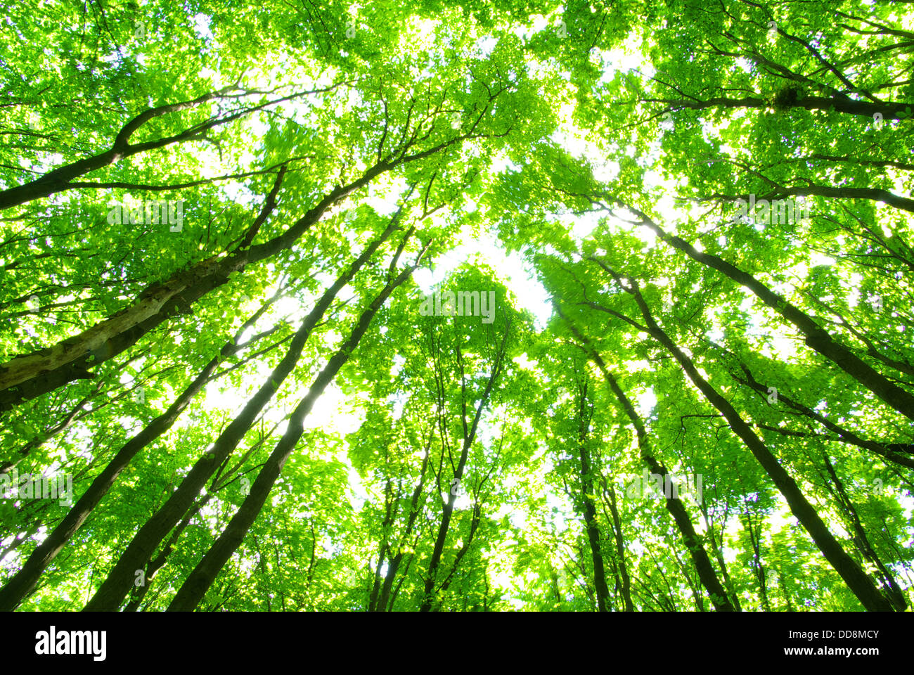 green trees background Stock Photo - Alamy