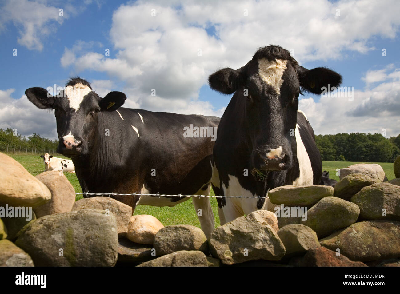Cows looking over wall hi-res stock photography and images - Alamy
