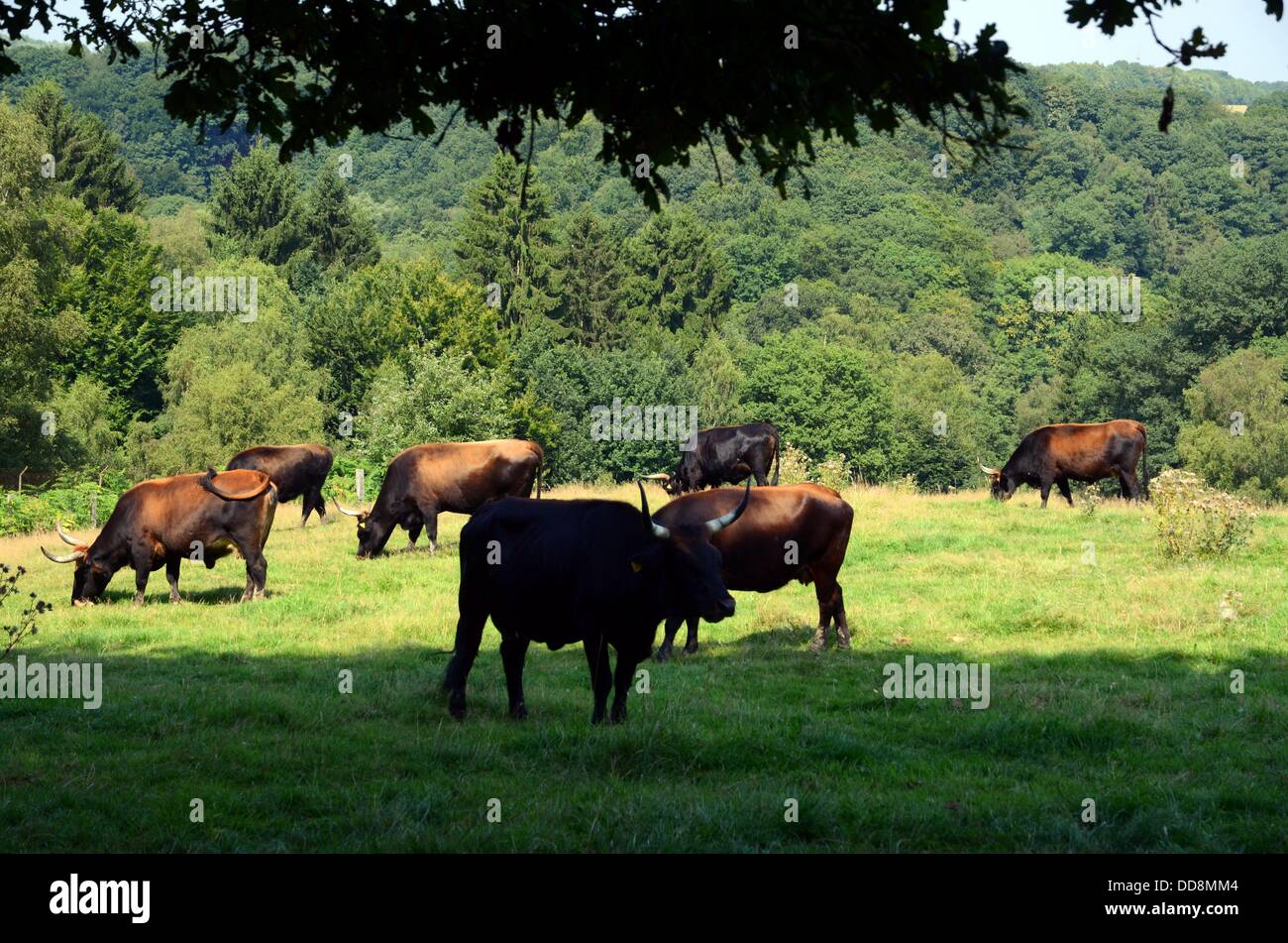Aurochses on a field in the Neandertal, which is located between ...
