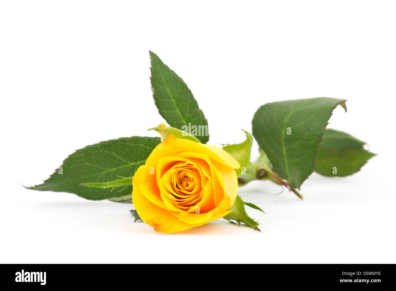 single yellow rose Stock Photo - Alamy