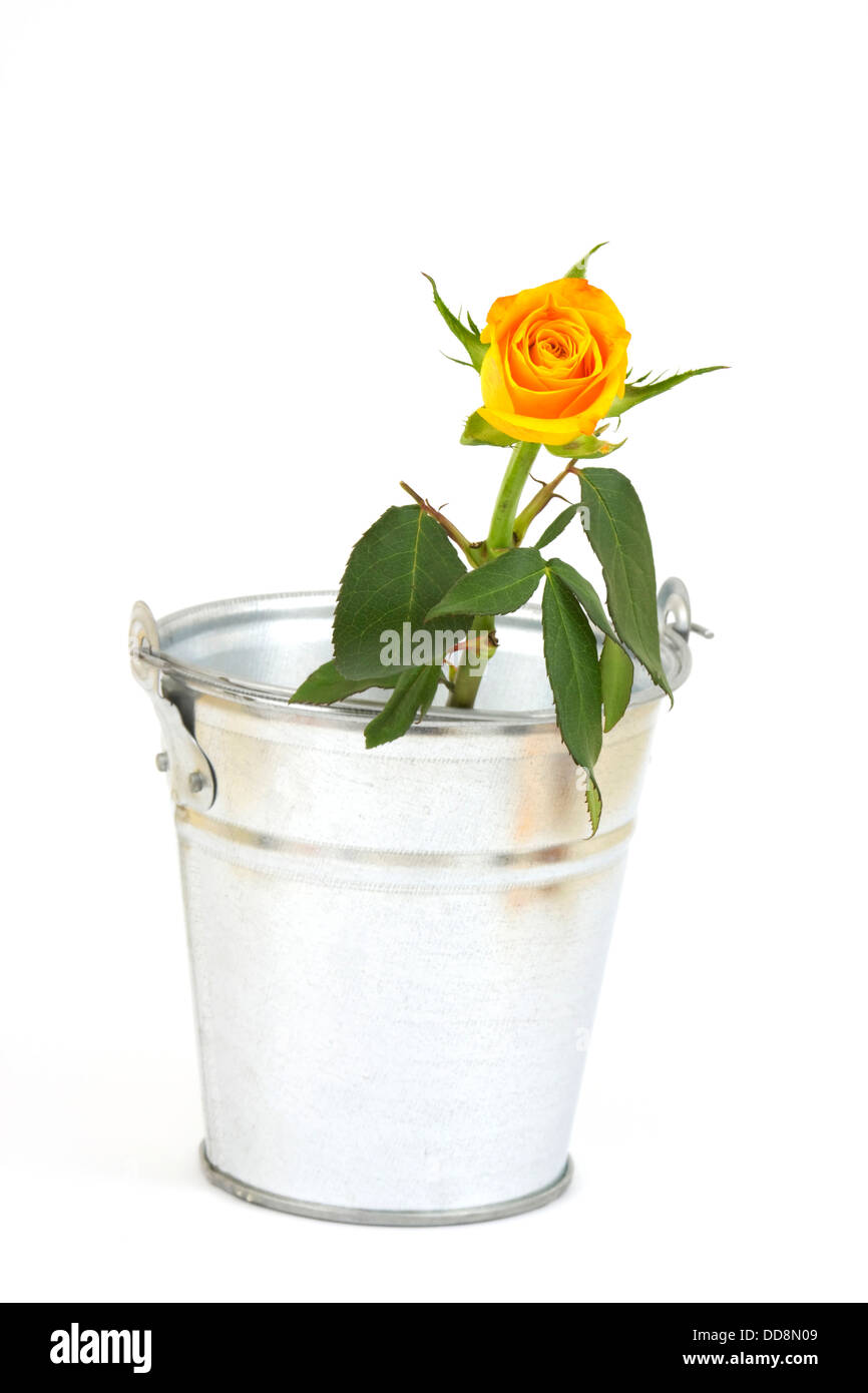 single yellow rose in bucket Stock Photo - Alamy