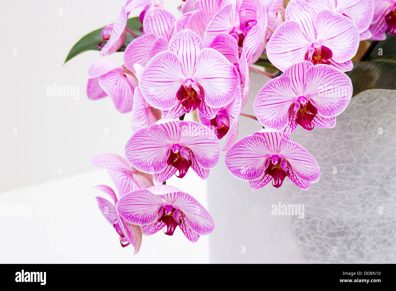 Beautiful pink orchid - phalaenopsis Stock Photo - Alamy
