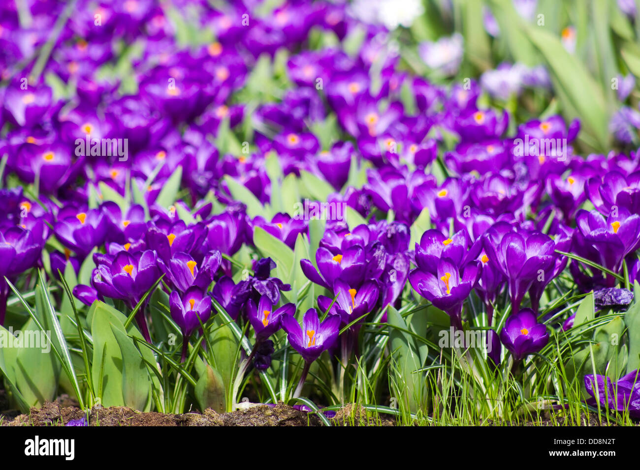 group of beautiful blooming crocus flowers Stock Photo - Alamy