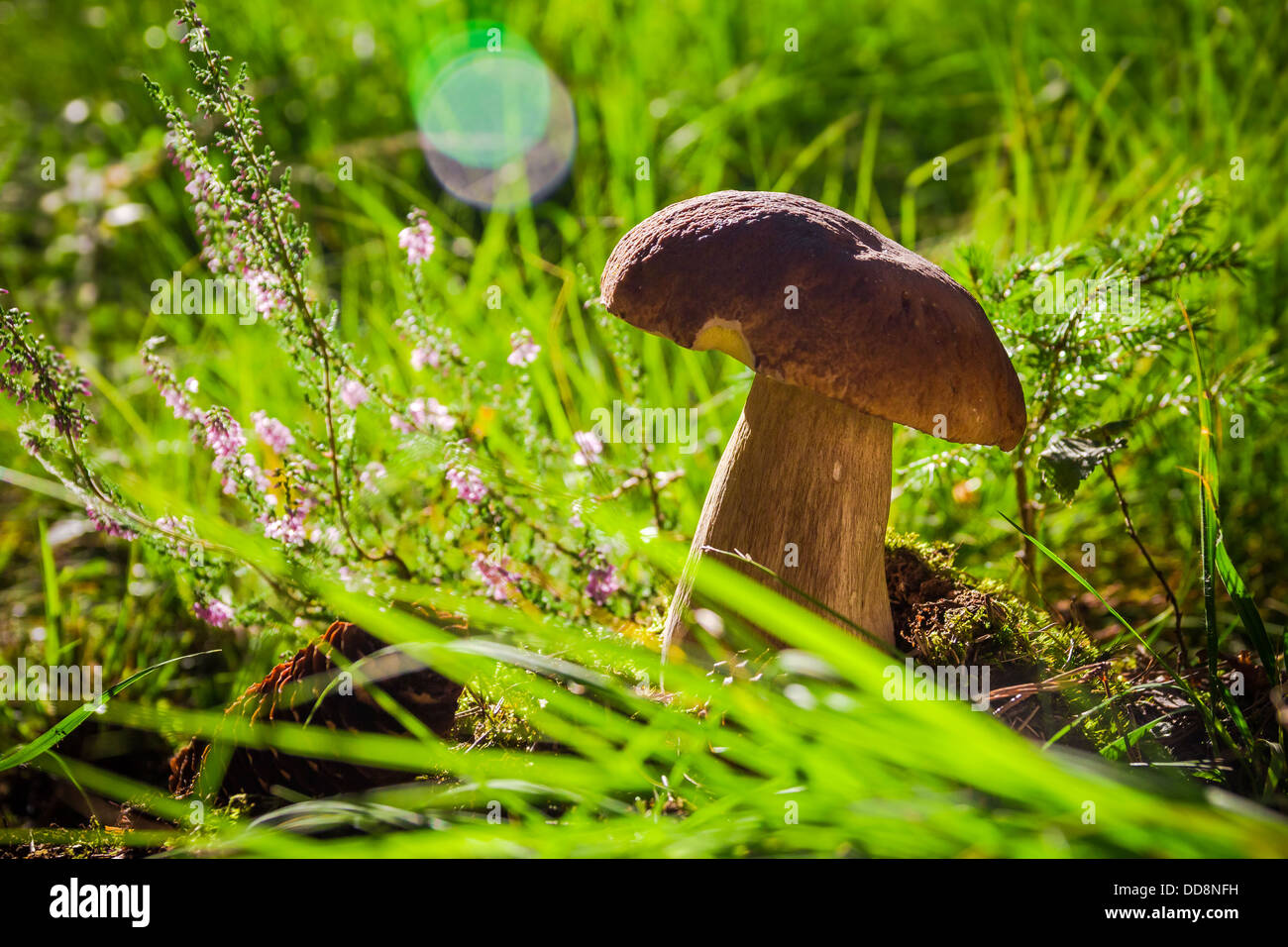 Fall mushroom in the forest on the grass in the sun Stock Photo - Alamy