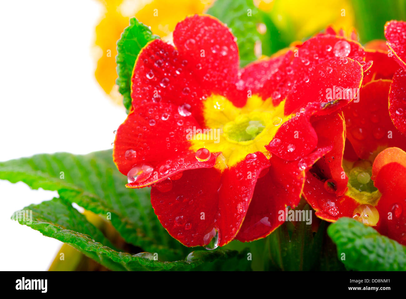 Primrose isolated hi-res stock photography and images - Alamy
