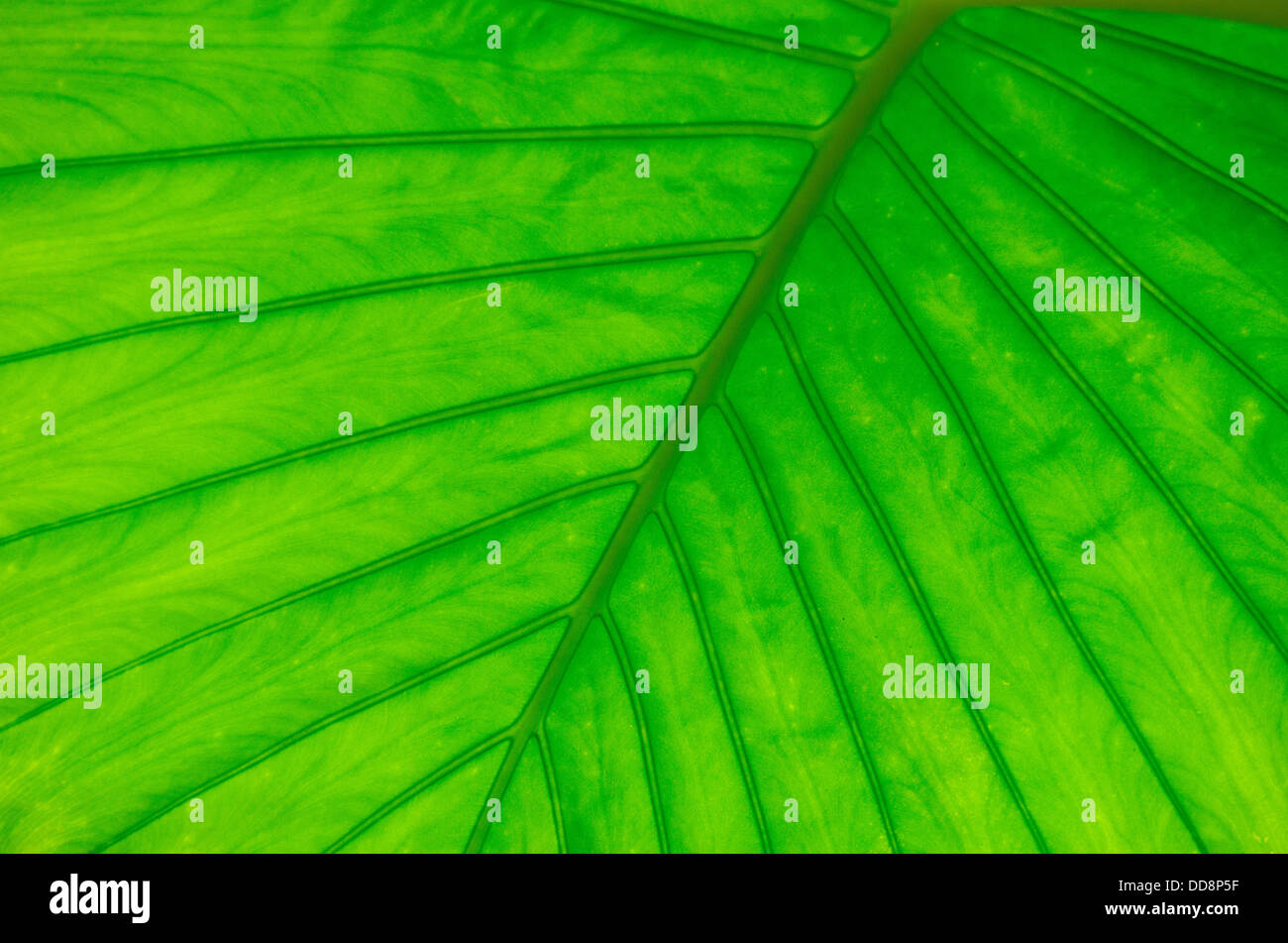 green leaf as background Stock Photo - Alamy