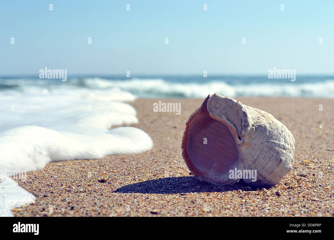 Gold conch shell hi-res stock photography and images - Alamy