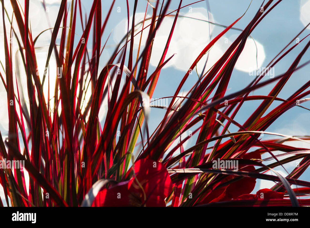 Red grass hi-res stock photography and images - Alamy