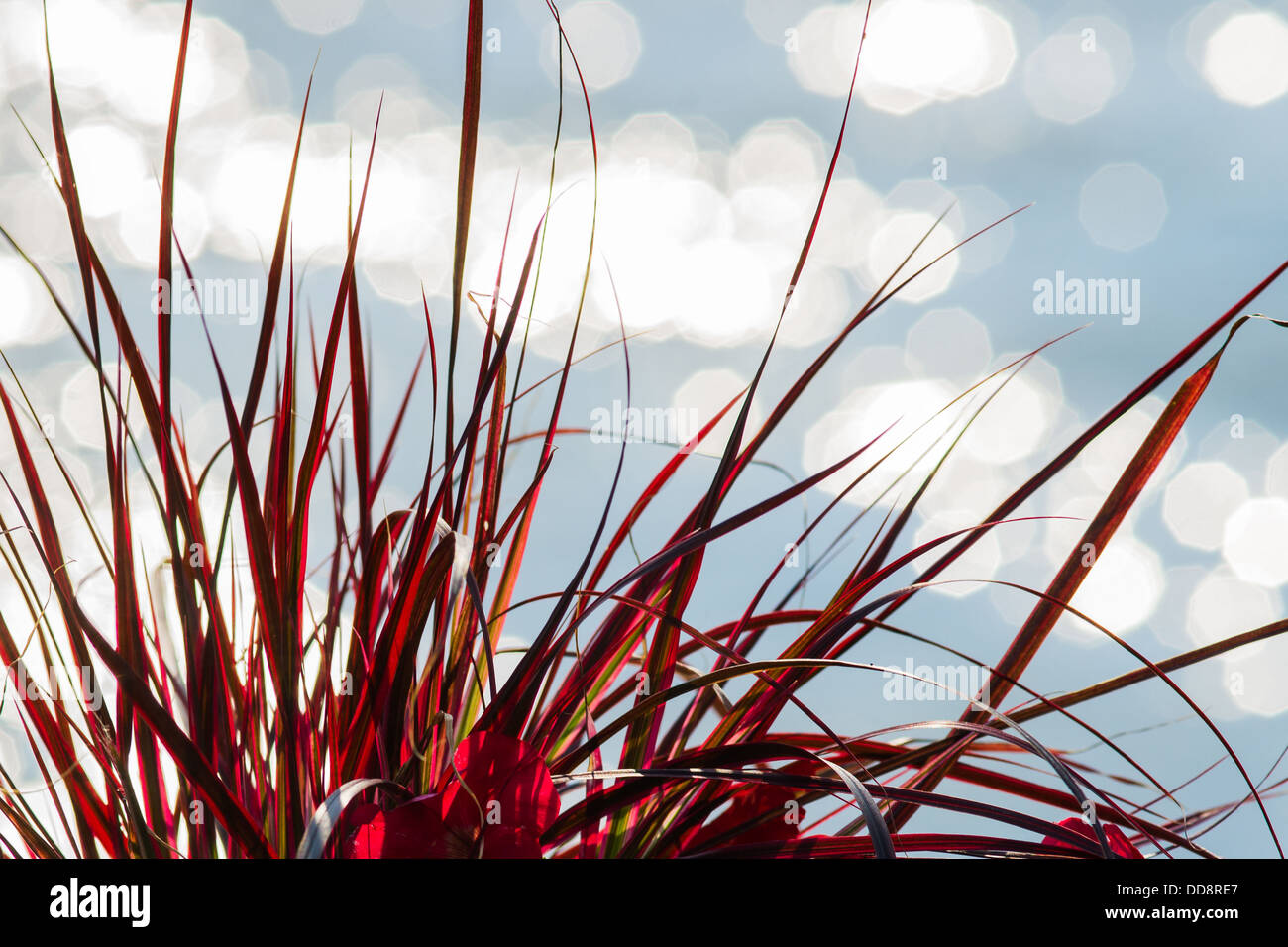 Red Grass White Light. Closeup view of red grass blades against the sun ...