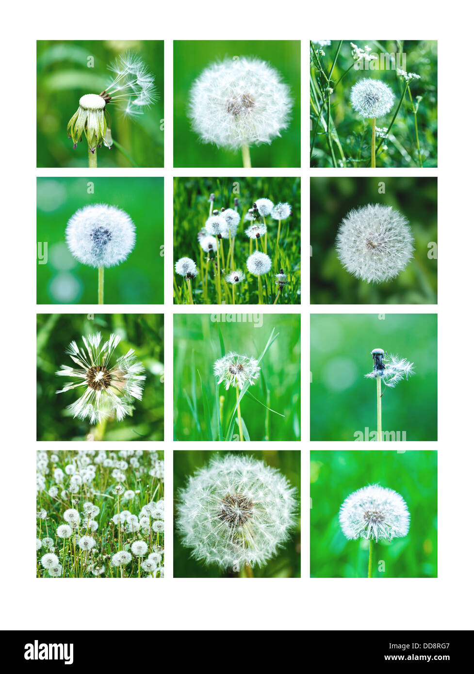 Collage Of White Dandelions. Collage of twelve photographs of dandelion ...