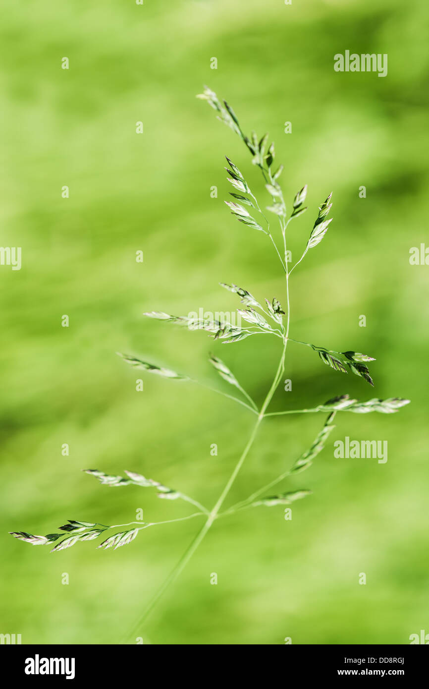 Gust of wind hi-res stock photography and images - Alamy