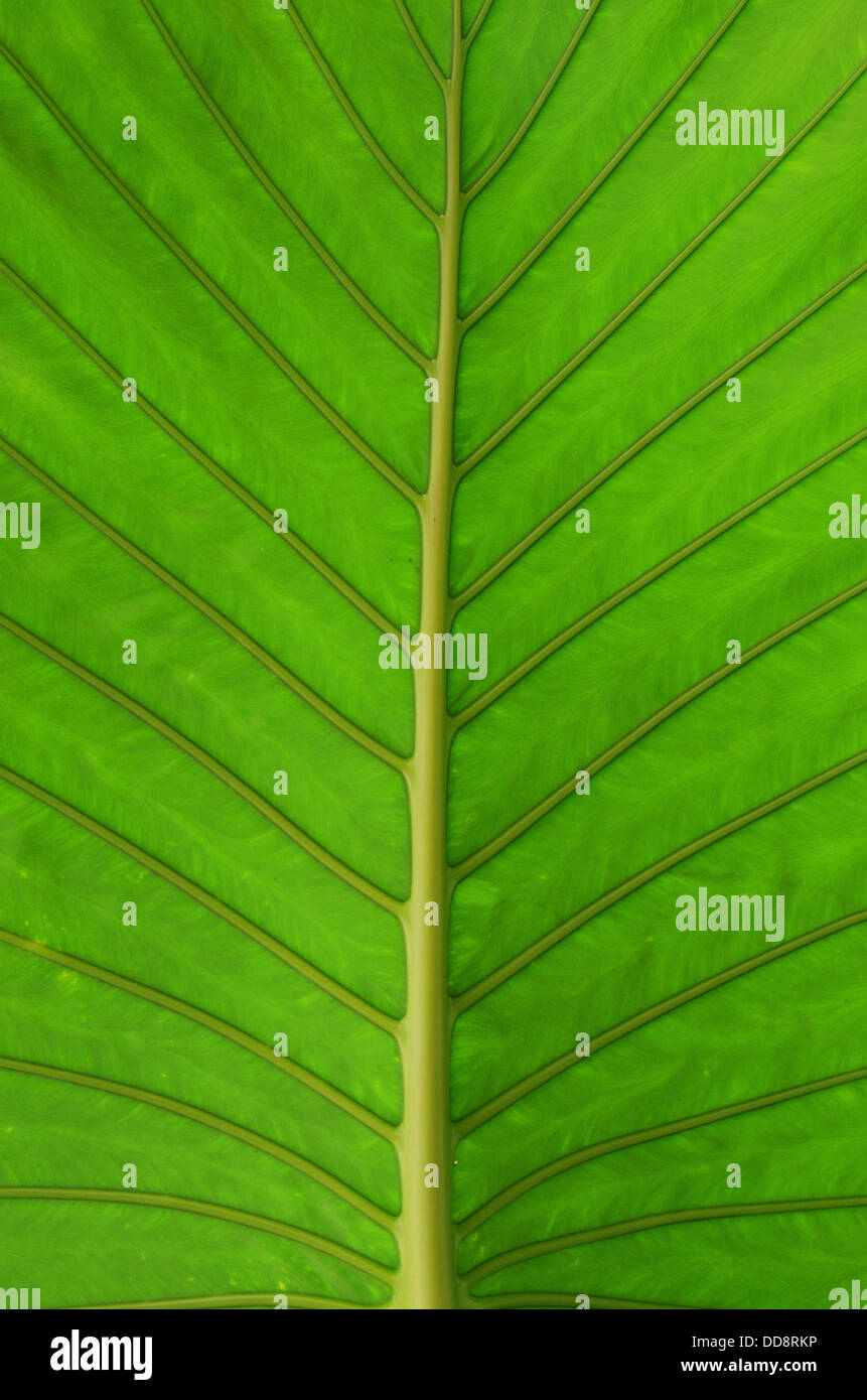 leaf background Stock Photo - Alamy