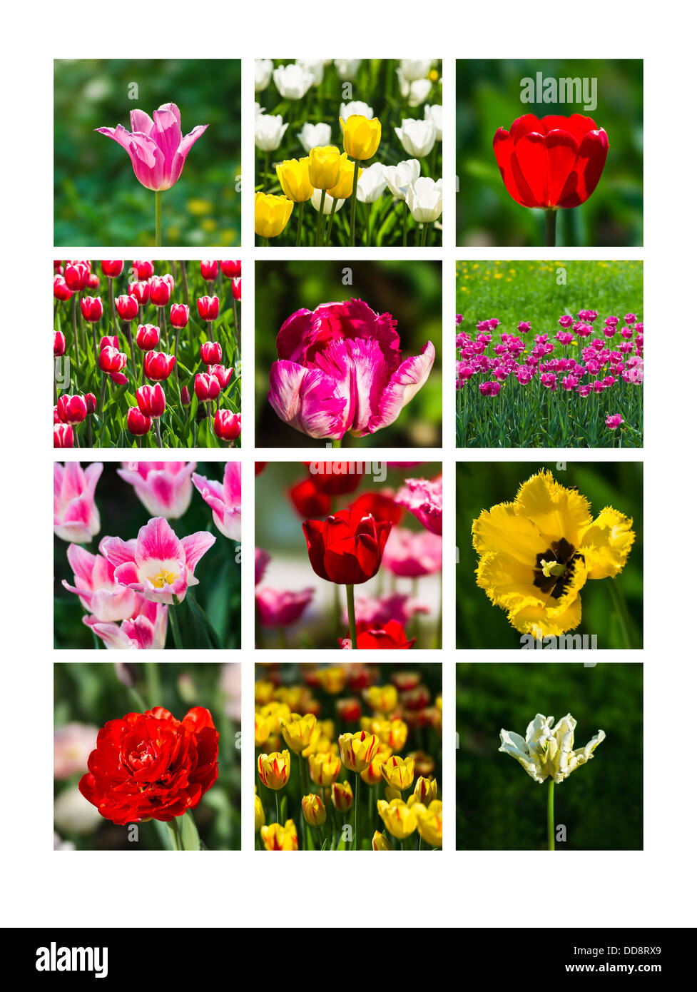 Tulips Collage. Collage of twelve photographs of apple trees in bloom ...