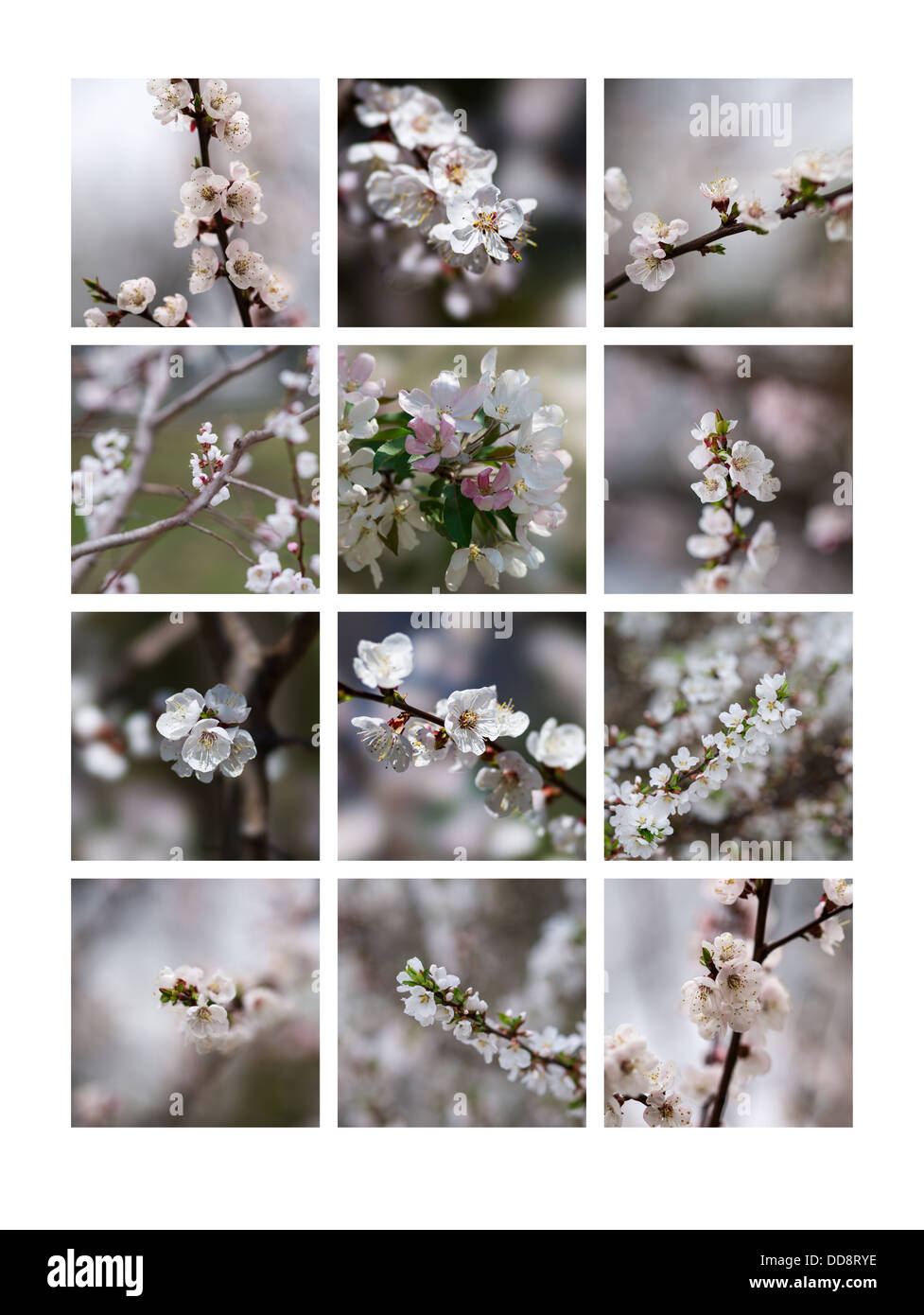 Foams Of Spring. Collage of twelve photographs of apple trees in bloom ...