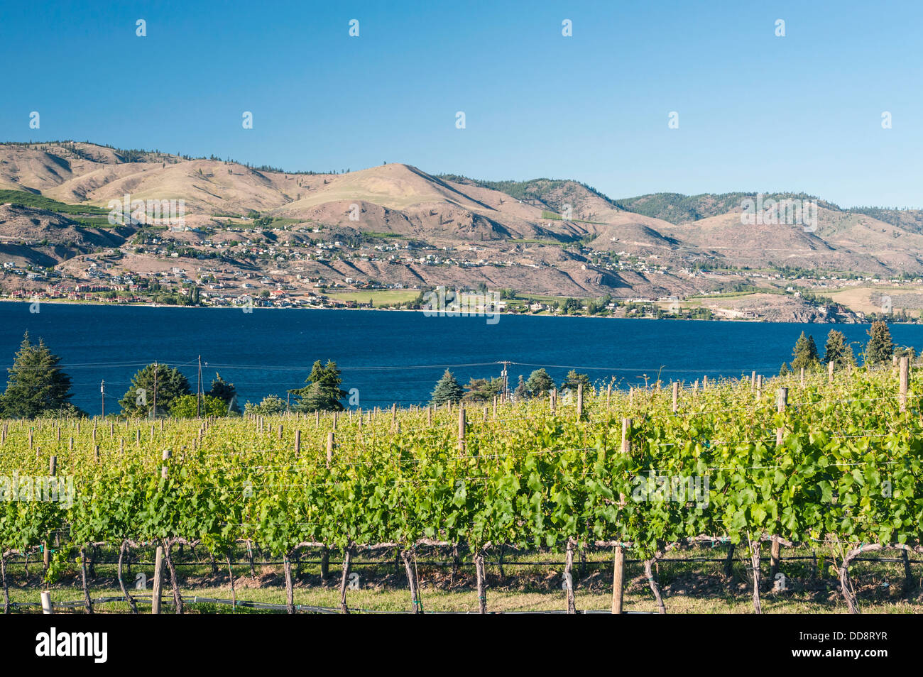 USA, Washington, Lake Chelan. the Tsillan Cellars vineyard fronts Lake ...