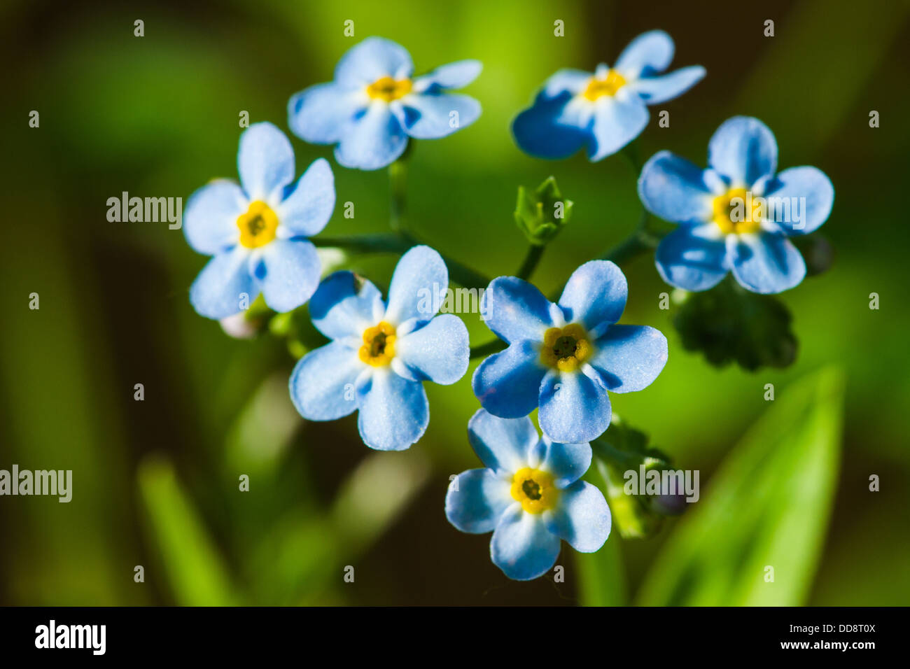 Forget You Never. Forget-me-not flowers against the green and brown ...