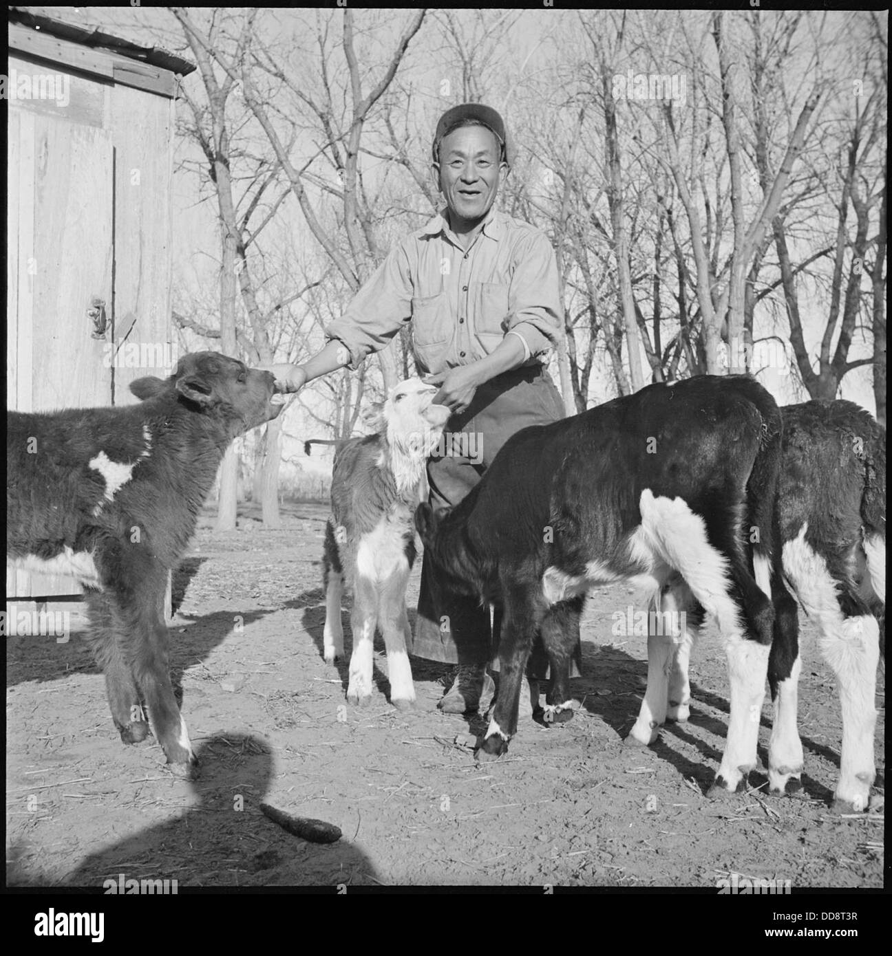 The center dairy farm foreman, J. Abe, at the Granada Relocation Center ...