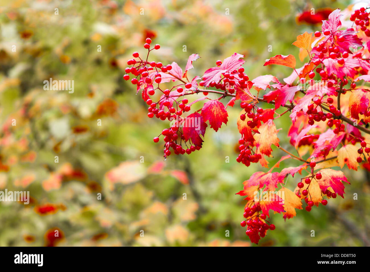 Autumn beauty. Closeup view of an arrow-wood branch of bright red color ...