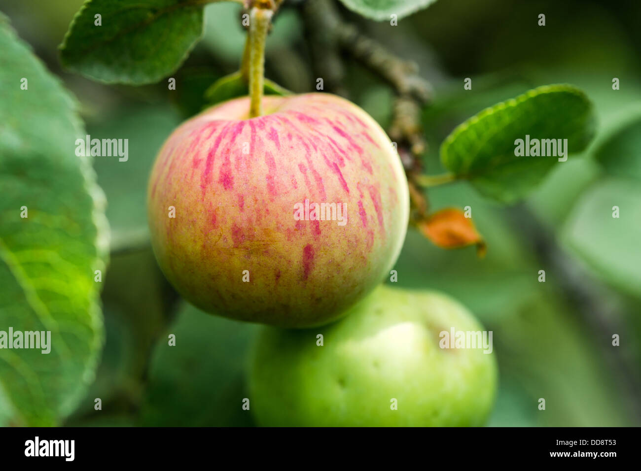 Just an apple. Closeup view of a ripening red apple among green leaves ...