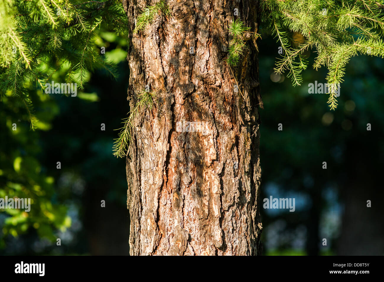 Old But Slim Larch Tree. Closeup view of a trunk and some branches of ...