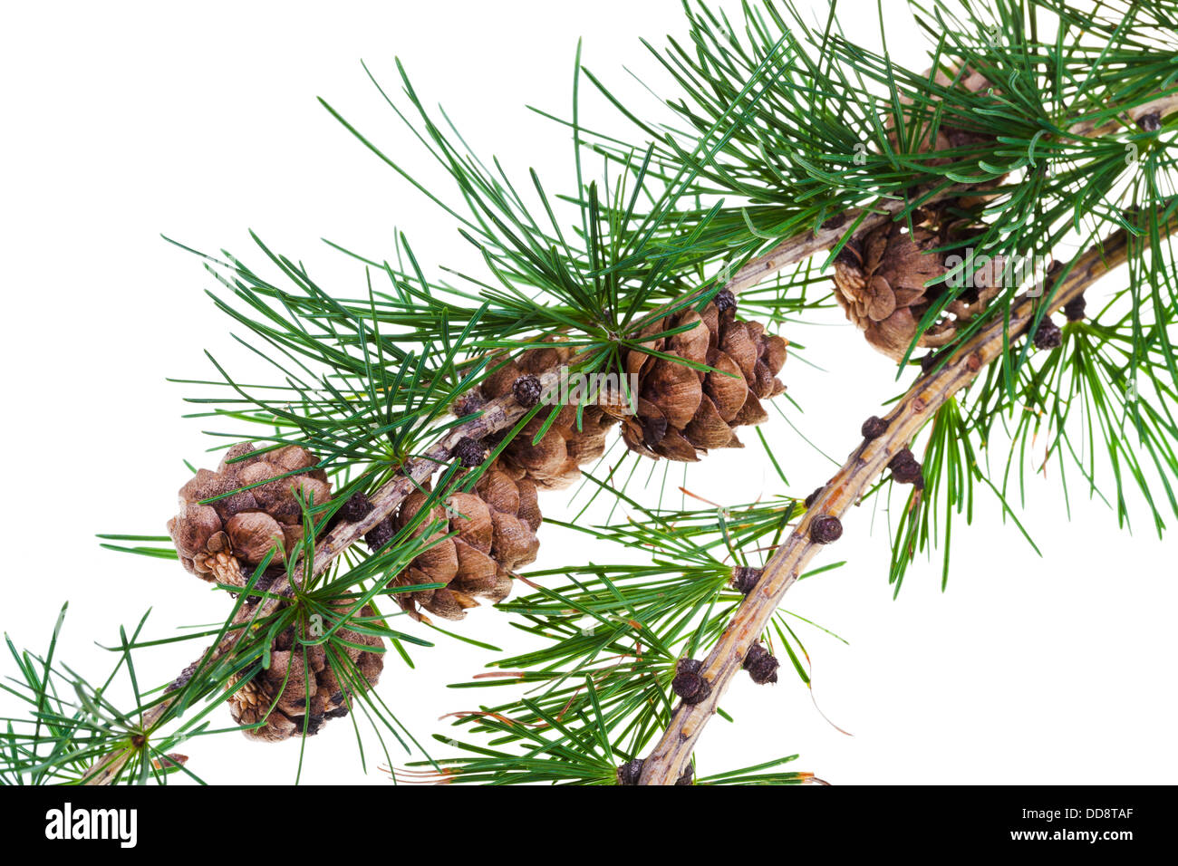 pine cones on twigs of conifer tree isolated on white background Stock ...