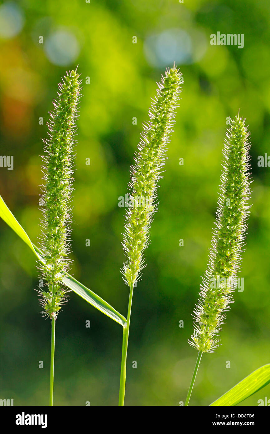 Foxtail grass hi-res stock photography and images - Alamy
