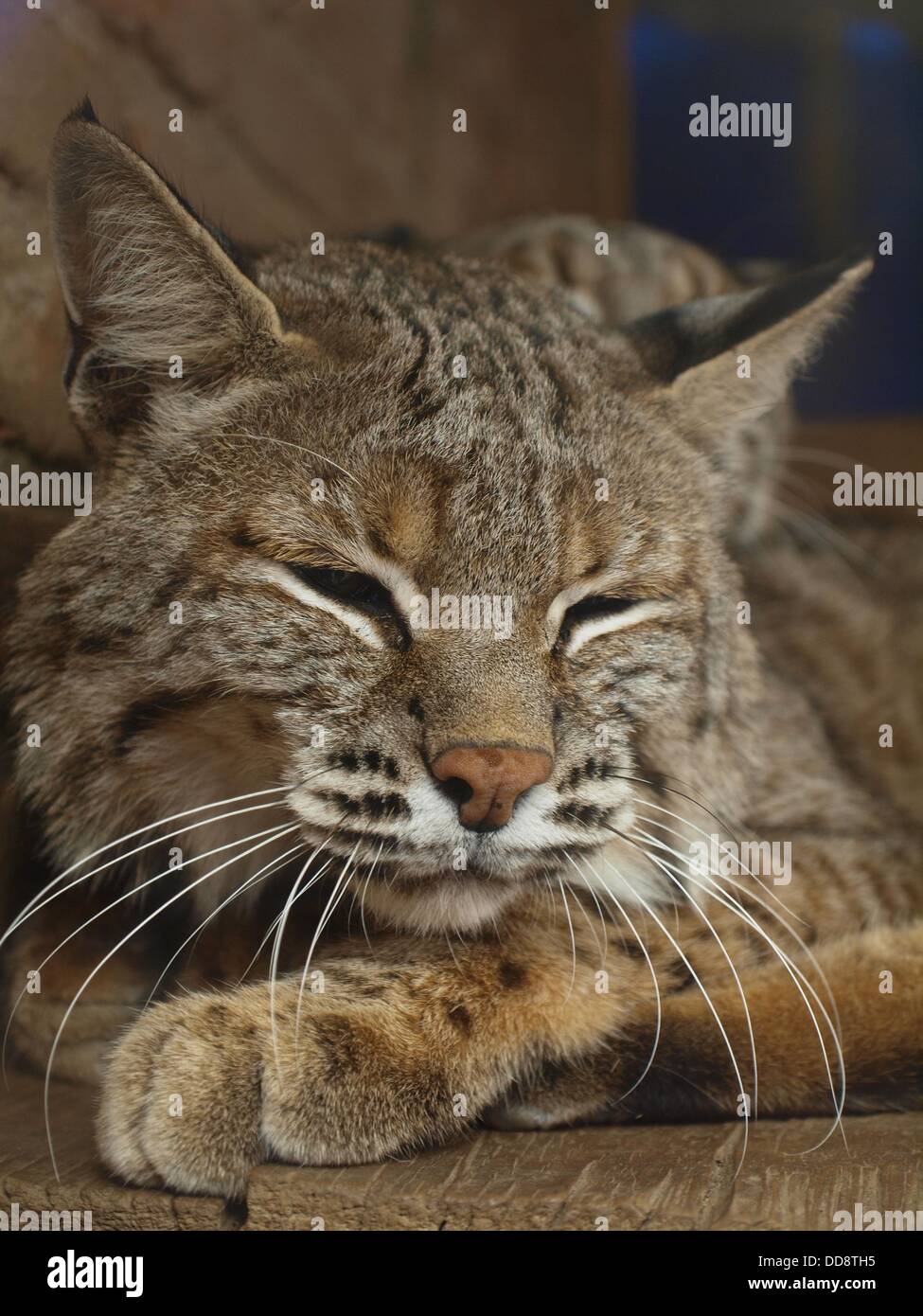 Lynx headshot hi-res stock photography and images - Alamy