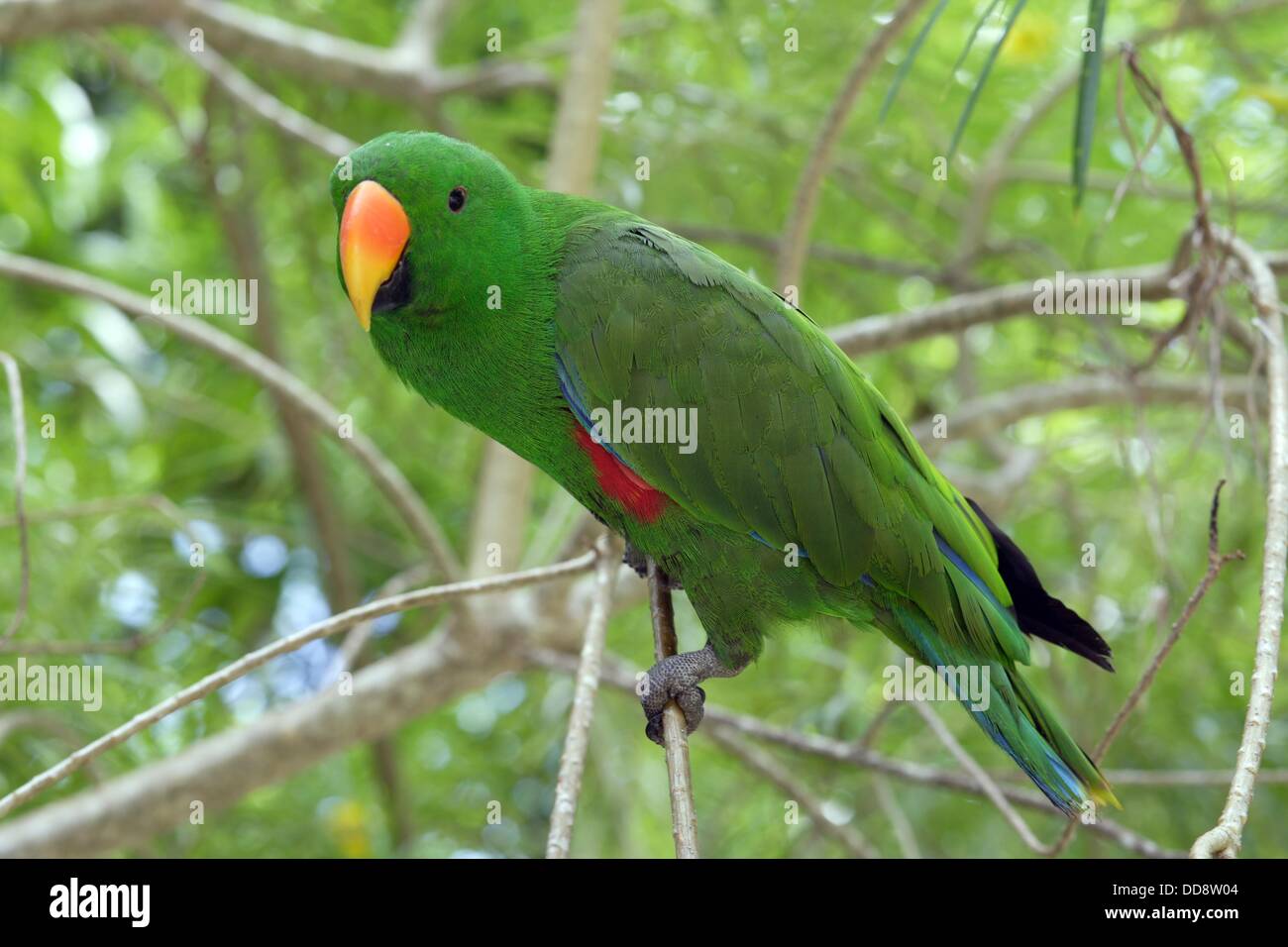 Side view of a green parrot sitting in tree branches, being alert and ...