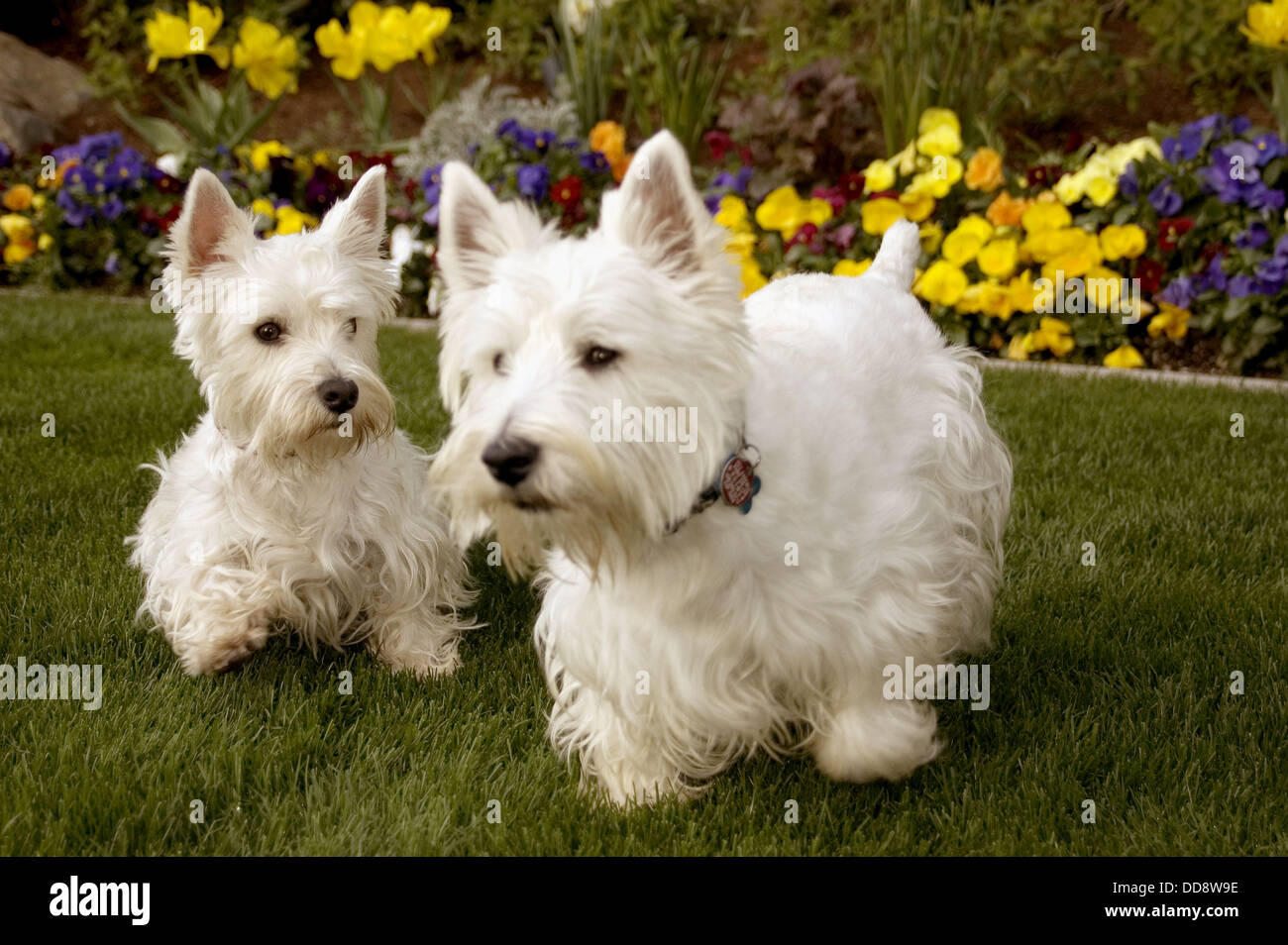West highland white terrier pair hi-res stock photography and images ...