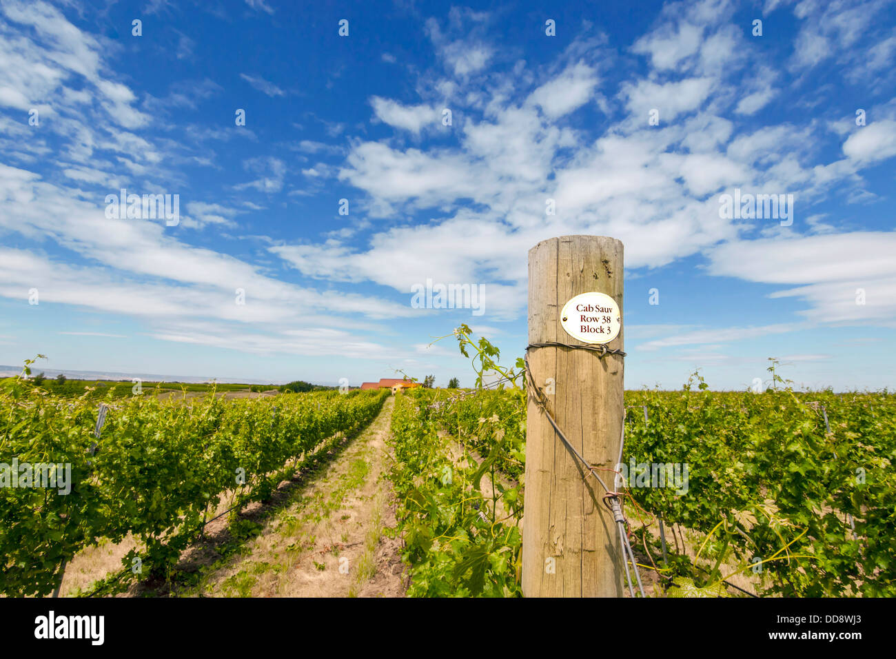 USA, Washington, Walla Walla. Cabernet sauvignon vineyards at Pepper ...